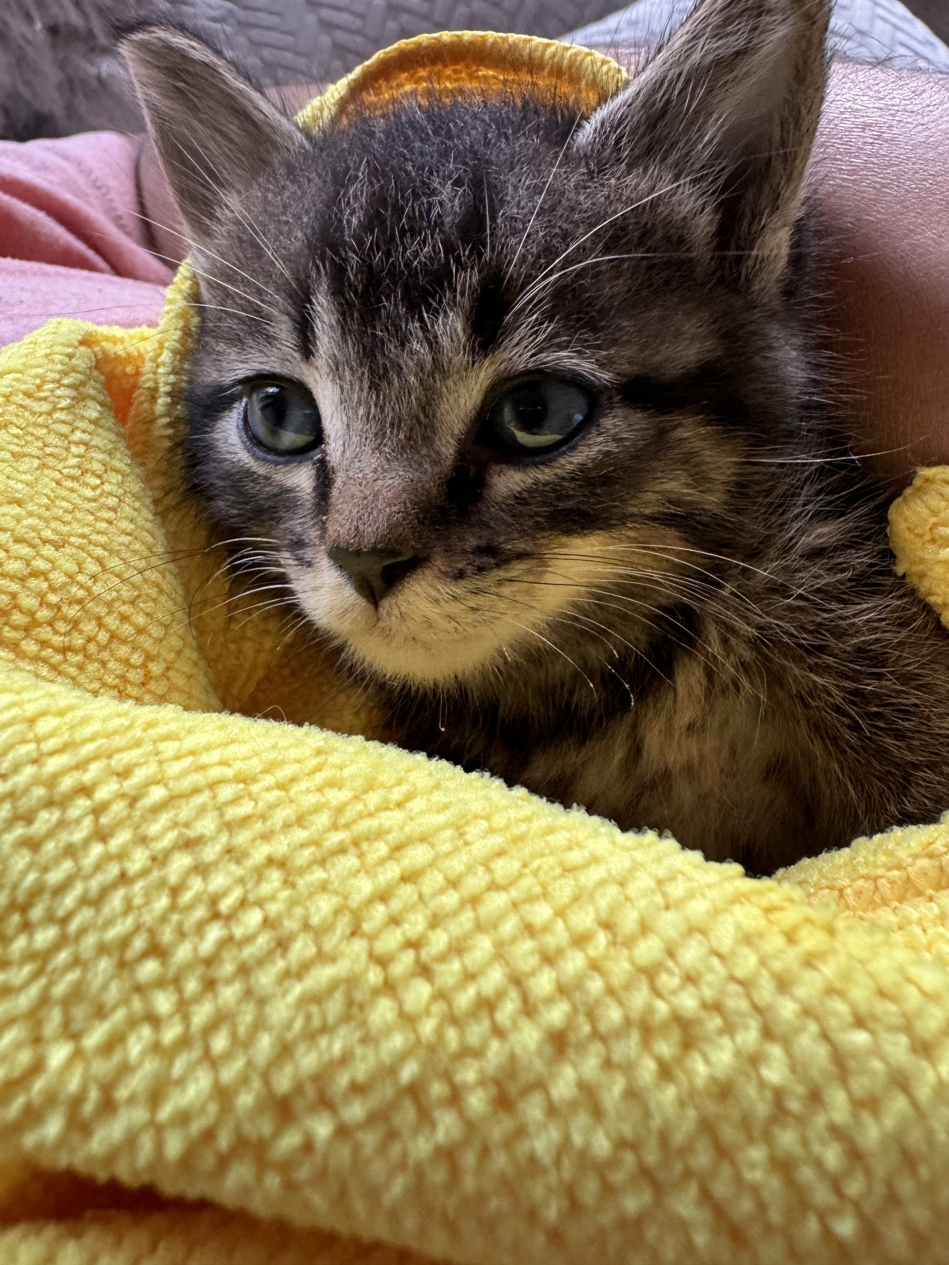 Park Place Dealerships